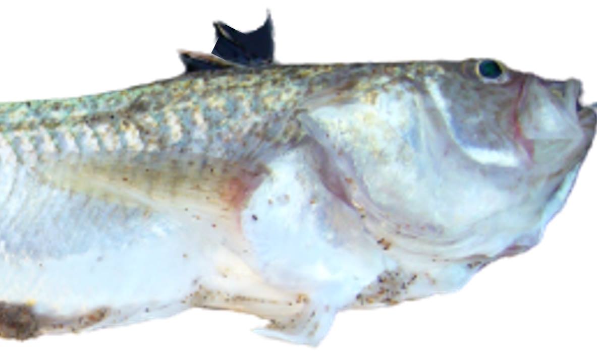 𝐖𝐞𝐞𝐯𝐞𝐫 𝐅𝐢𝐬𝐡 𝐒𝐭𝐢𝐧𝐠𝐬 - Death & Disease